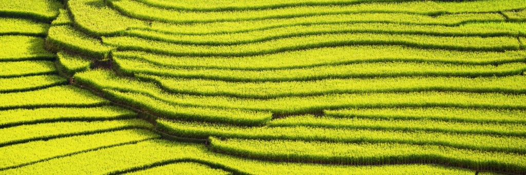 Carbon activities in China - Vitol.com